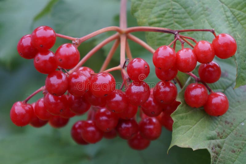 Fruit Rouge D'arbuste D'opulus De Viburnum Image stock - Image of lames ...