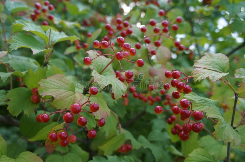 Fruit Rouge D'arbuste D'opulus De Viburnum Image stock - Image of lames ...