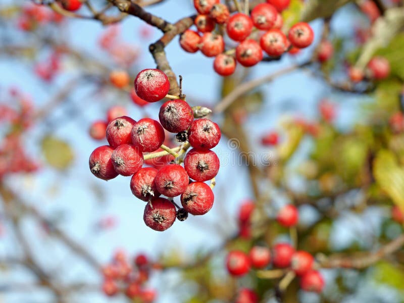 Photos de Petites Pommes Rouges Sauvages - Photos de stock gratuites et ...