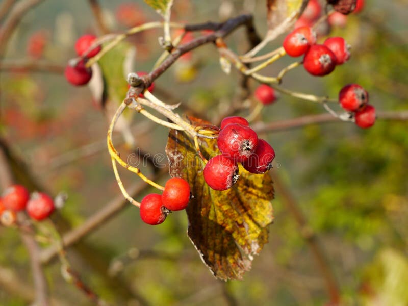 Photos de Petites Pommes Rouges Sauvages - Photos de stock gratuites et ...