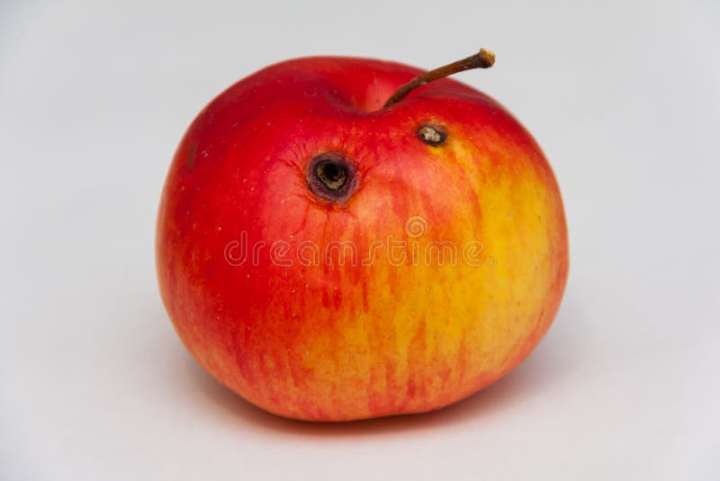 Fruit Rouge De Pomme Avec Un Trou De Ver Image stock - Image du fond ...