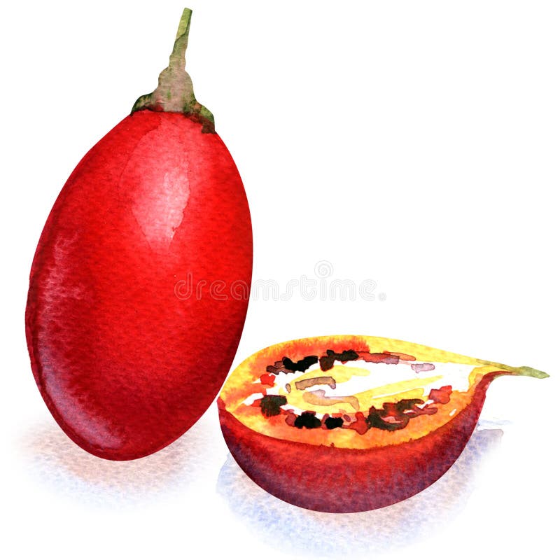 Fruit Rouge De Tamarillo D'isolement Sur Un Fond Blanc Illustration ...