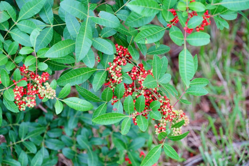 Fruit Rouge Du Schefflera Nain, Arboricola Image stock - Image du ...