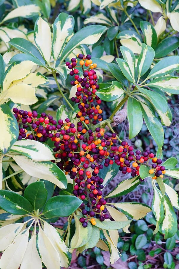 Fruit Rouge Du Schefflera Nain, Arboricola Photo stock - Image du ...