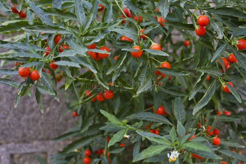 Fruit rouge sauvage image stock. Image du vivacité, nutrition - 98942583