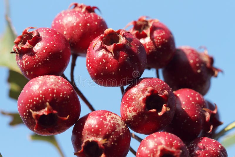Fruit Rouge Sauvage D'aubépine Sur Le Fond Bleu De L'automne Bleu De ...