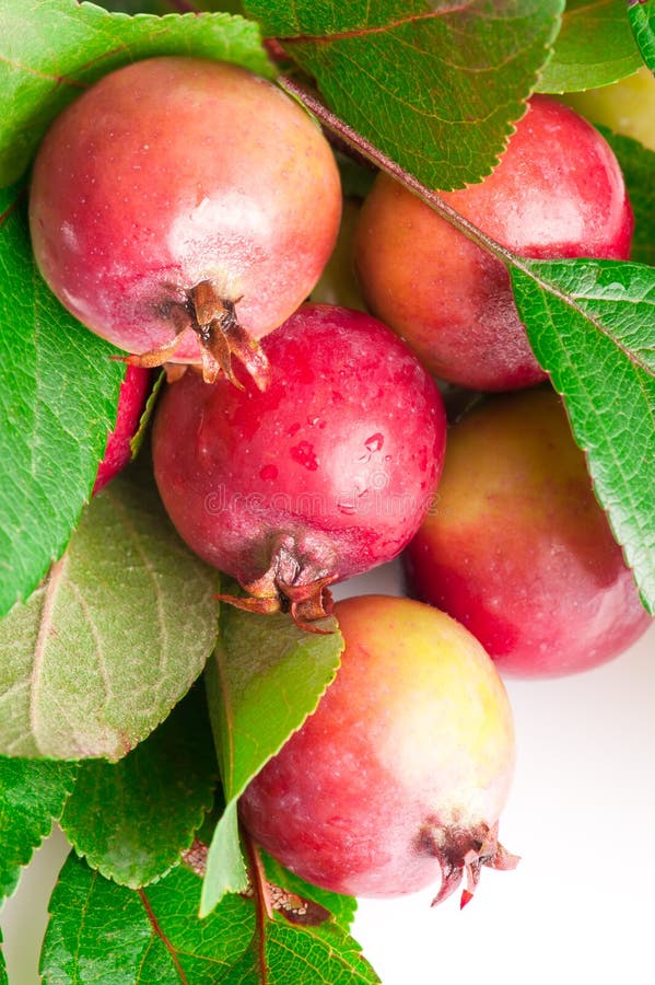 Fruit Rouge Sauvage De Pommes Photo stock - Image du jardinage, régime ...