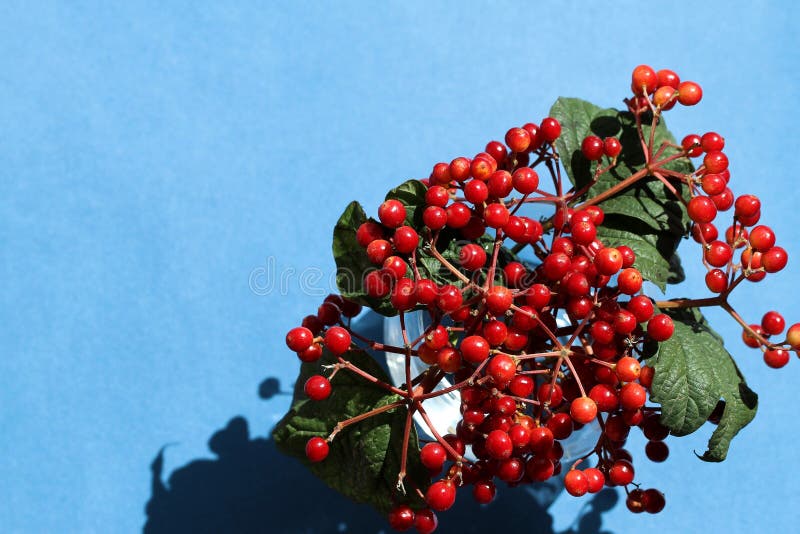 Fruit Rouge Sauvage Sur Le Fond Bleu Photo stock - Image du ...