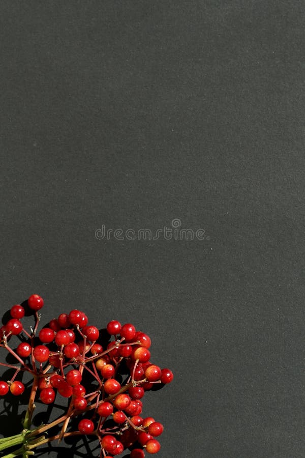 Fruit Rouge Sauvage Sur Le Fond Noir Photo stock - Image du fleurs ...