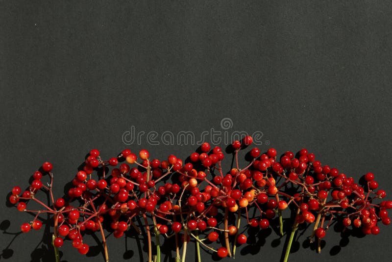 Fruit Rouge Sauvage Sur Le Fond Noir Image stock - Image du jour, fond ...