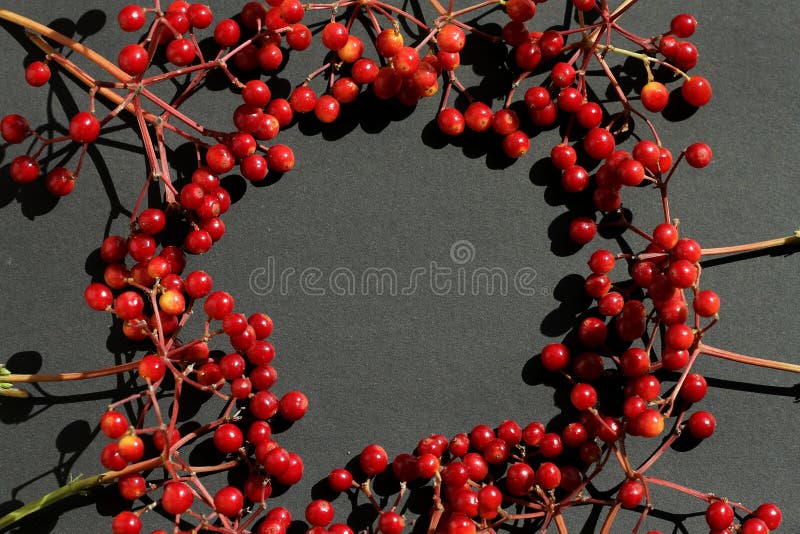 Fruit Rouge Sauvage Sur Le Fond Noir Photo stock - Image du abstrait ...