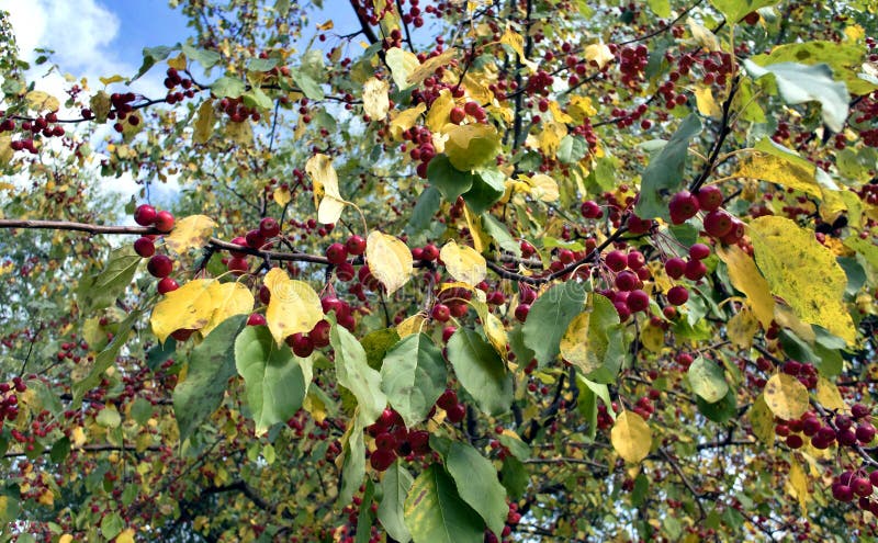 Fruit Rouge Sur Un Pommier Sauvage Image stock - Image du fermer, beau ...