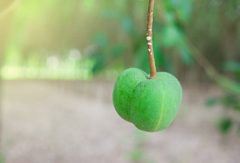 Fruit of the Rubber Tree or Ficus Elastica Stock Image - Image of ficus ...