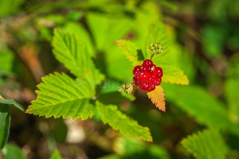 Pedatus Specimen Stock Photos - Free & Royalty-Free Stock Photos from ...