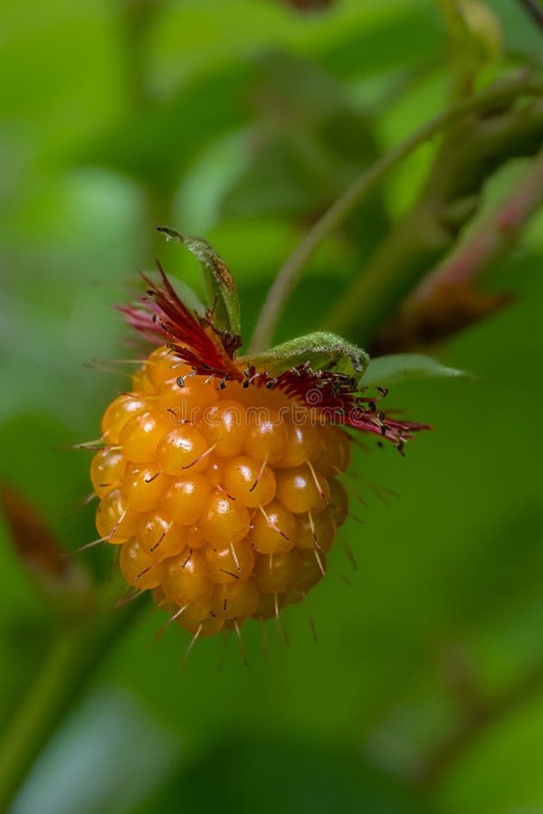 Fruit of a Salmonberry stock image. Image of ripe, eating - 289075789