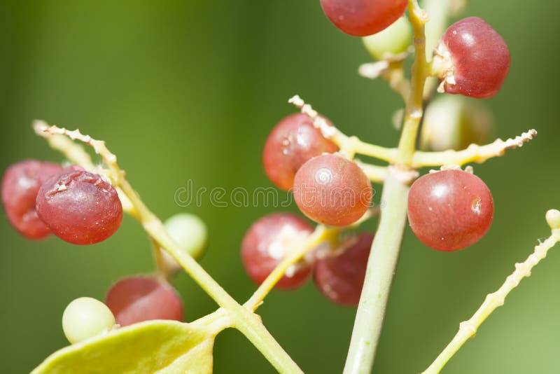 359 Salvadora Persica Stock Photos - Free & Royalty-Free Stock Photos ...