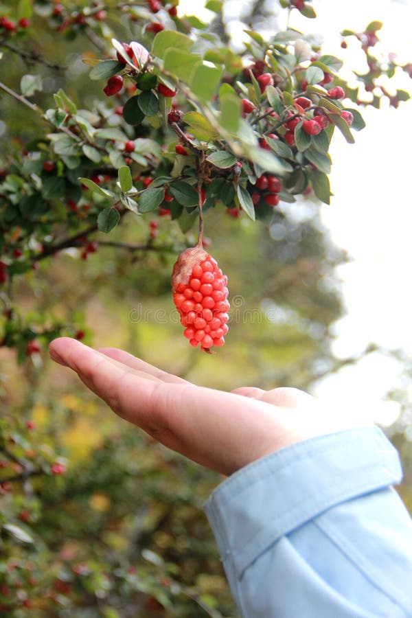 Fruit Rouge Sauvage Sur Le Fond Noir Photo stock - Image du fleurs ...