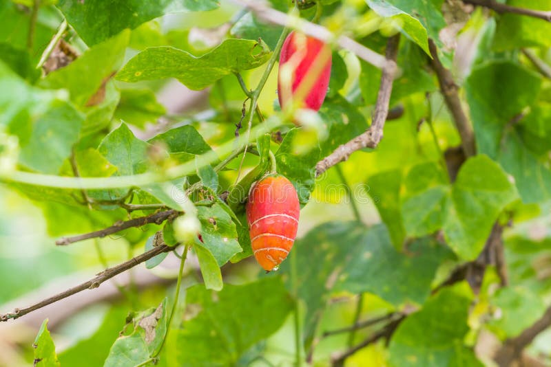 Fruit sauvage de courge photo stock. Image du normal - 32708634