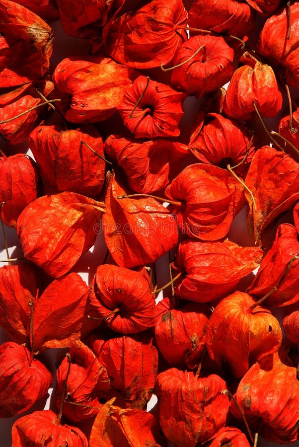 Fruit sauvage rouge photo stock. Image du centrale, couleurs - 13338880