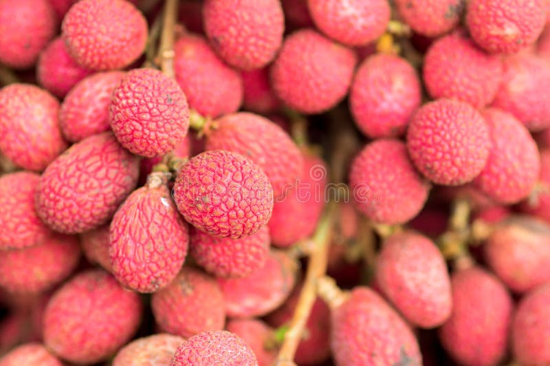Hypoleucum Kurz, Fruit De Korlan, Un Parent De Nephelium De Lichy Photo ...