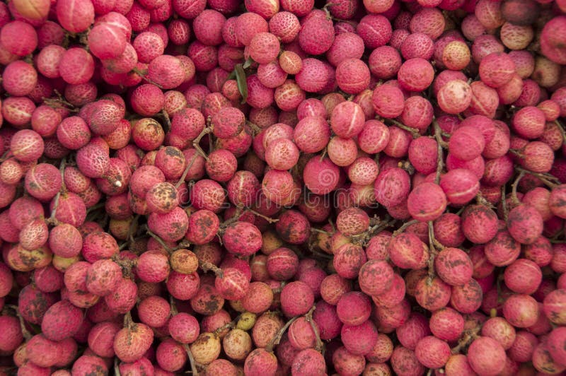 Hypoleucum Kurz, Fruit De Korlan, Un Parent De Nephelium De Lichy Photo ...