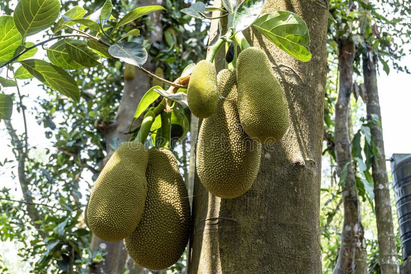 The Jackfruit (Artocarpus Heterophyllus), Also Known As Jack Tree Stock ...