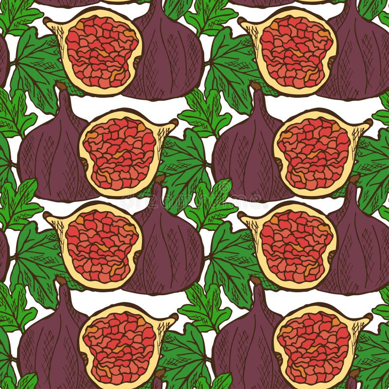 Fig Structure Stock Illustrations – 110 Fig Structure Stock ...