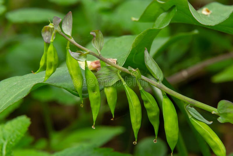 The Fruit, Seeds, of the Corydalis Solida, the Fumewort Stock Image ...