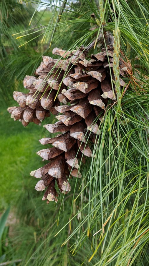 Pine cone hanging on tree stock photo. Image of green - 116472658