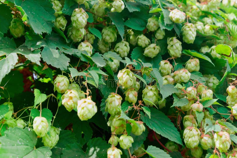 The Fruit of a Shrub Hops, Plant the Hops are Ripe Stock Photo - Image ...