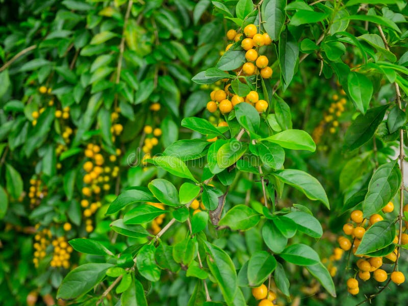 Fruit Small Ball on the Tree Stock Photo - Image of growth, agriculture ...