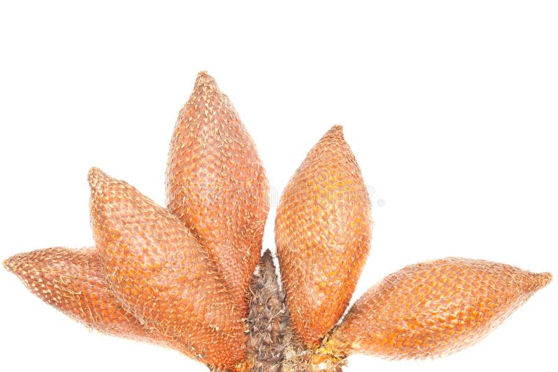 The Fruit with Snake Skin stock image. Image of tropical - 43926663