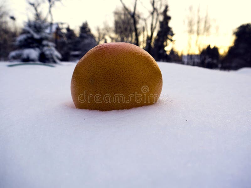 Fruit in the snow stock photo. Image of fruit, snow, evening - 49519400