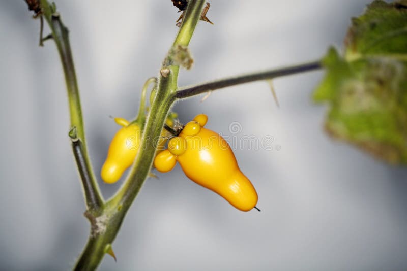 Fruit of Solanum mammosum stock photo. Image of month - 218453988