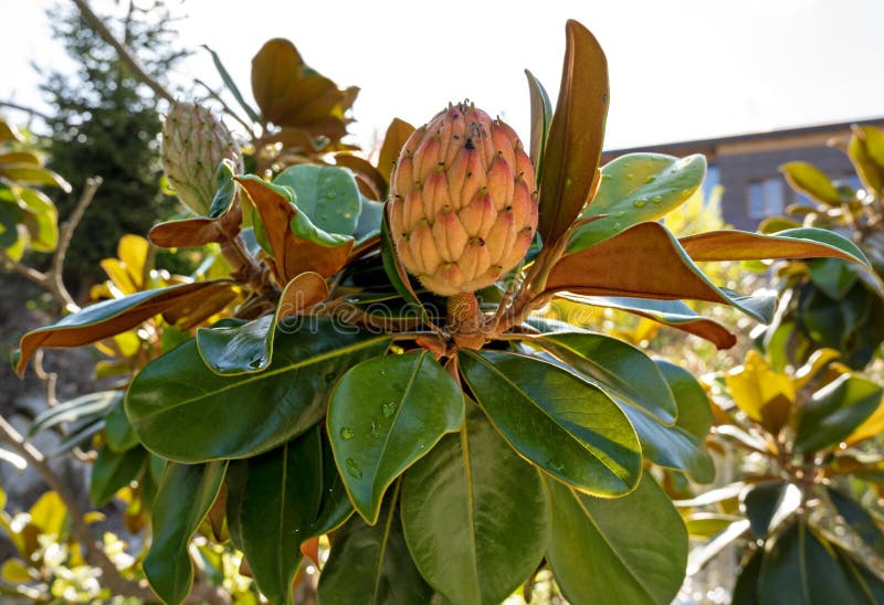 Fruit of a Southern Magnolia Stock Image - Image of orange, unripe ...