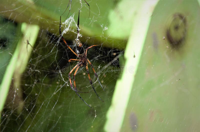 Fruit Spider Snack for Kids Stock Image - Image of dessert, healthy ...
