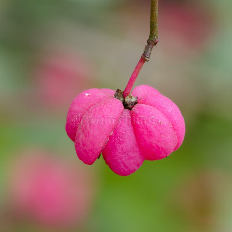 Fruit of spindle tree stock image. Image of bush, branch - 103268627