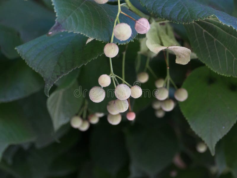 Linden Fruit And Flower On Green Background Stock Image - Image of ...