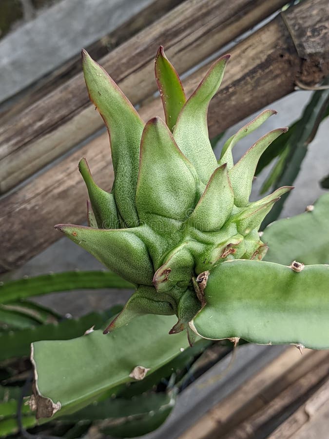This Image Shows a Close-up of a Young Dragon Fruit (pitaya) Growing on ...
