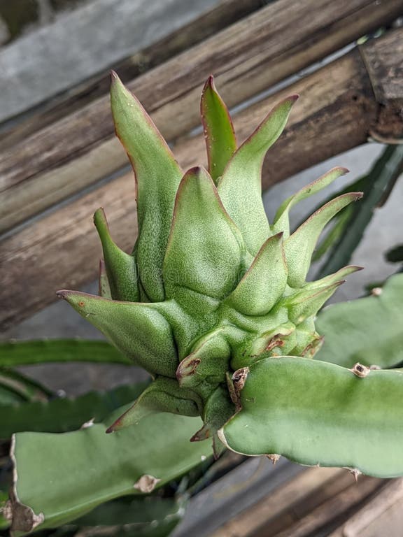 This Image Shows a Close-up of a Young Dragon Fruit (pitaya) Growing on ...