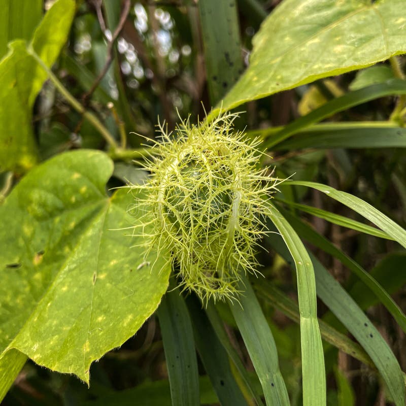 Fruit of Stinking Passionflower, Passiflora Foetida Stock Photo - Image ...