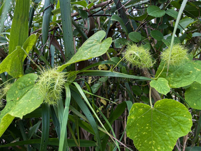Fruit of Stinking Passionflower, Passiflora Foetida Stock Image - Image ...