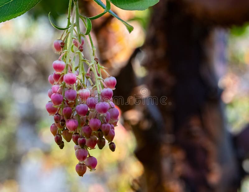 Fruit of a Strawberry Tree (Arbutus Undo) Stock Image - Image of tree ...