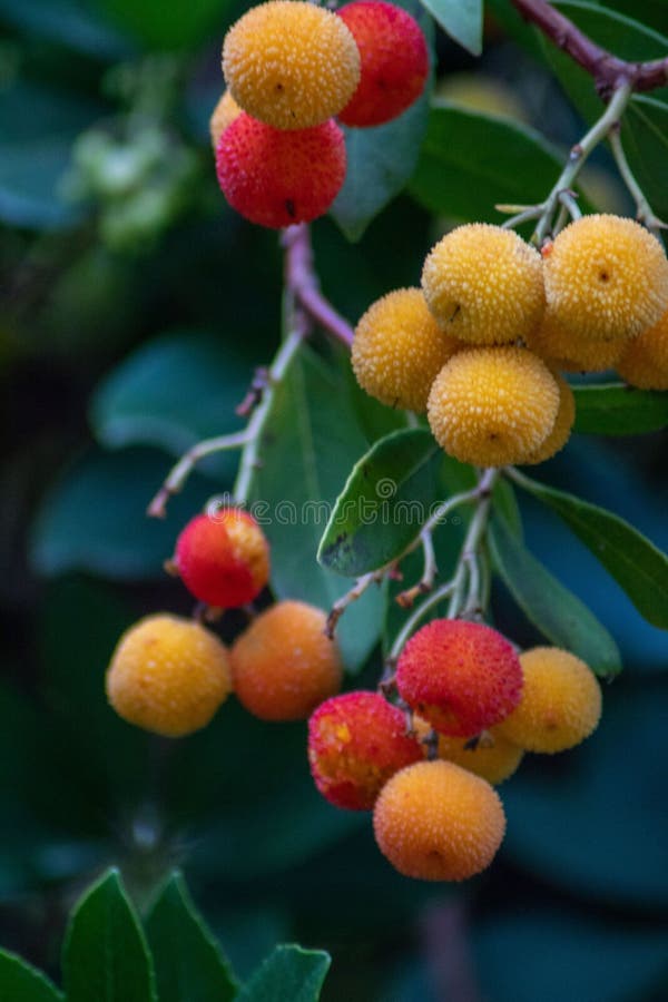 Fruit of the Strawberry Tree in Autumn. Stock Image - Image of ...