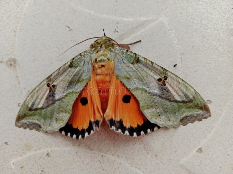 Fruit Sucking Moth Pest of Friut Stock Image - Image of fruit, pest ...