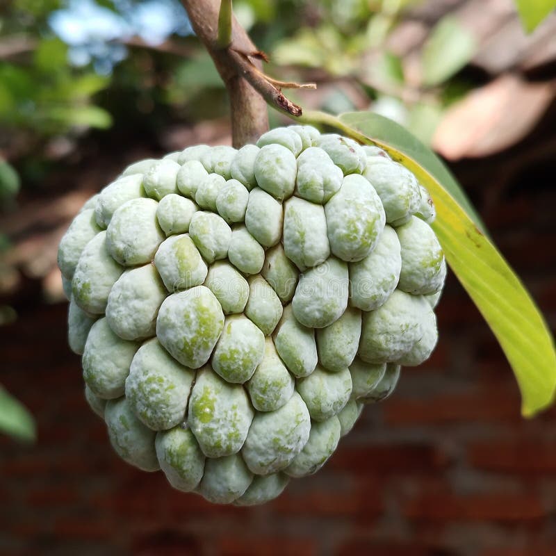 Fruit Sugar-apple Grew Up Behind the House Stock Image - Image of sugar ...