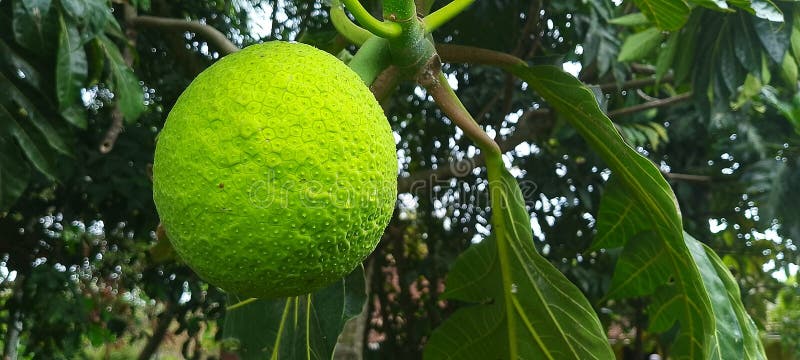 Fruit sukun stock photo. Image of sukun, sukunin, fruits - 300199664