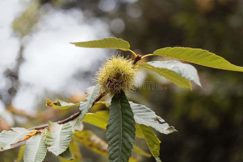 Sweet Chestnut, Castanea Sativa, Fruit Tree Stock Image - Image of ...