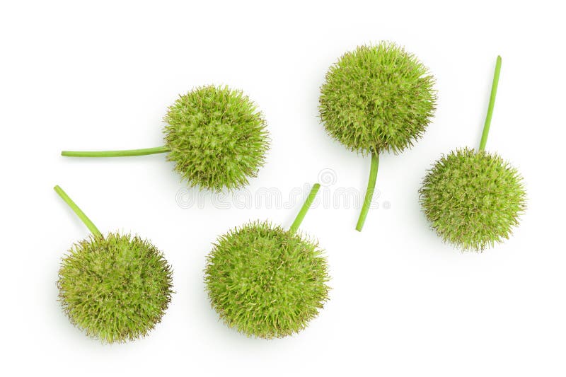 Platanus Tree, Sycamore Leave Isolated on White Background. Top View ...