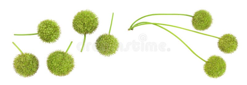 Fruit of Sycamore Plane Tree Isolated on White Bacground. Top View ...
